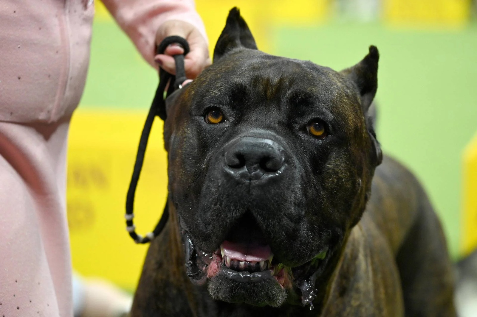 Bimbi azzannati da cane, l'esperta: "70mila aggressioni all'anno, più ...